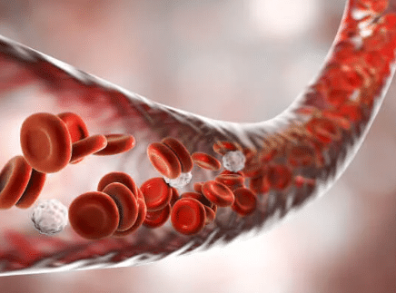 Hematopoiese: entenda o processo de formação das células sanguíneas ...