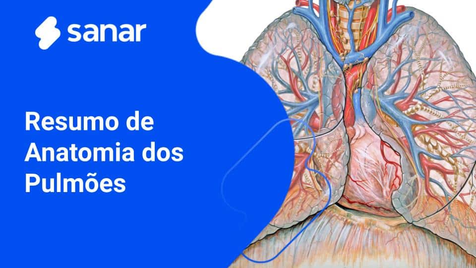 Diagrama Dos Pulmoes