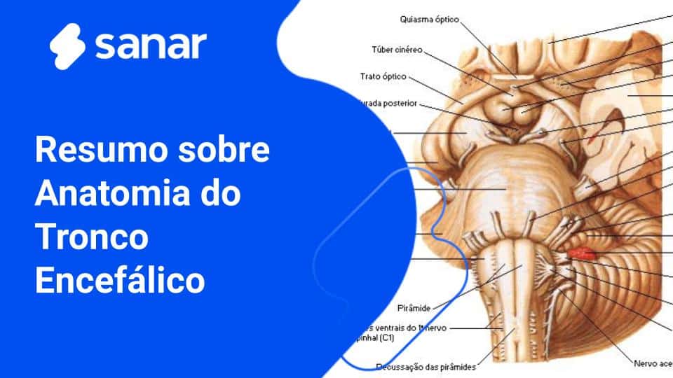 Resumo sobre anatomia do tronco encefálico - Sanarmed